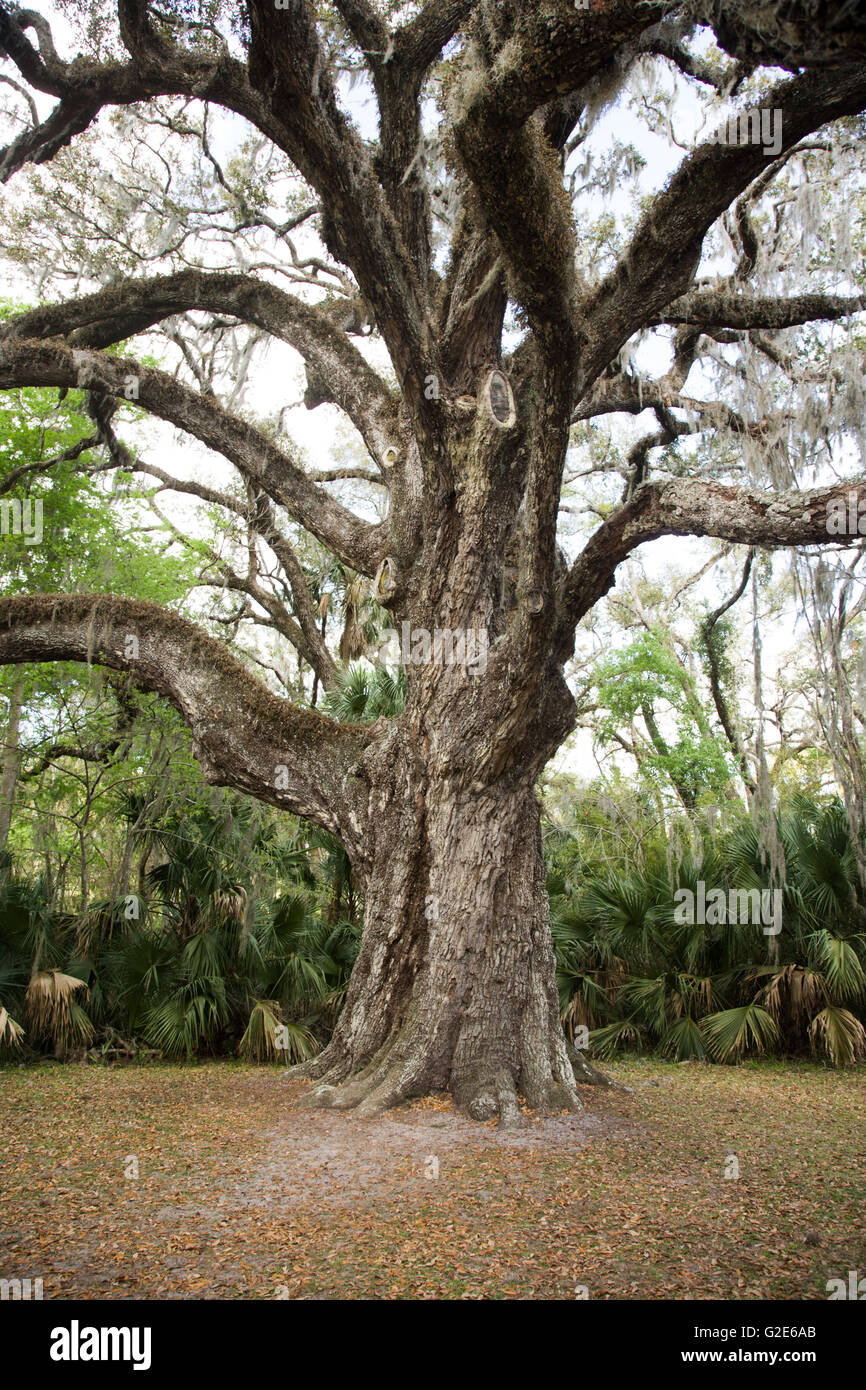 2,000 Year Old Oak Tree, Ormand, Florida, USA Stock Photo - Alamy