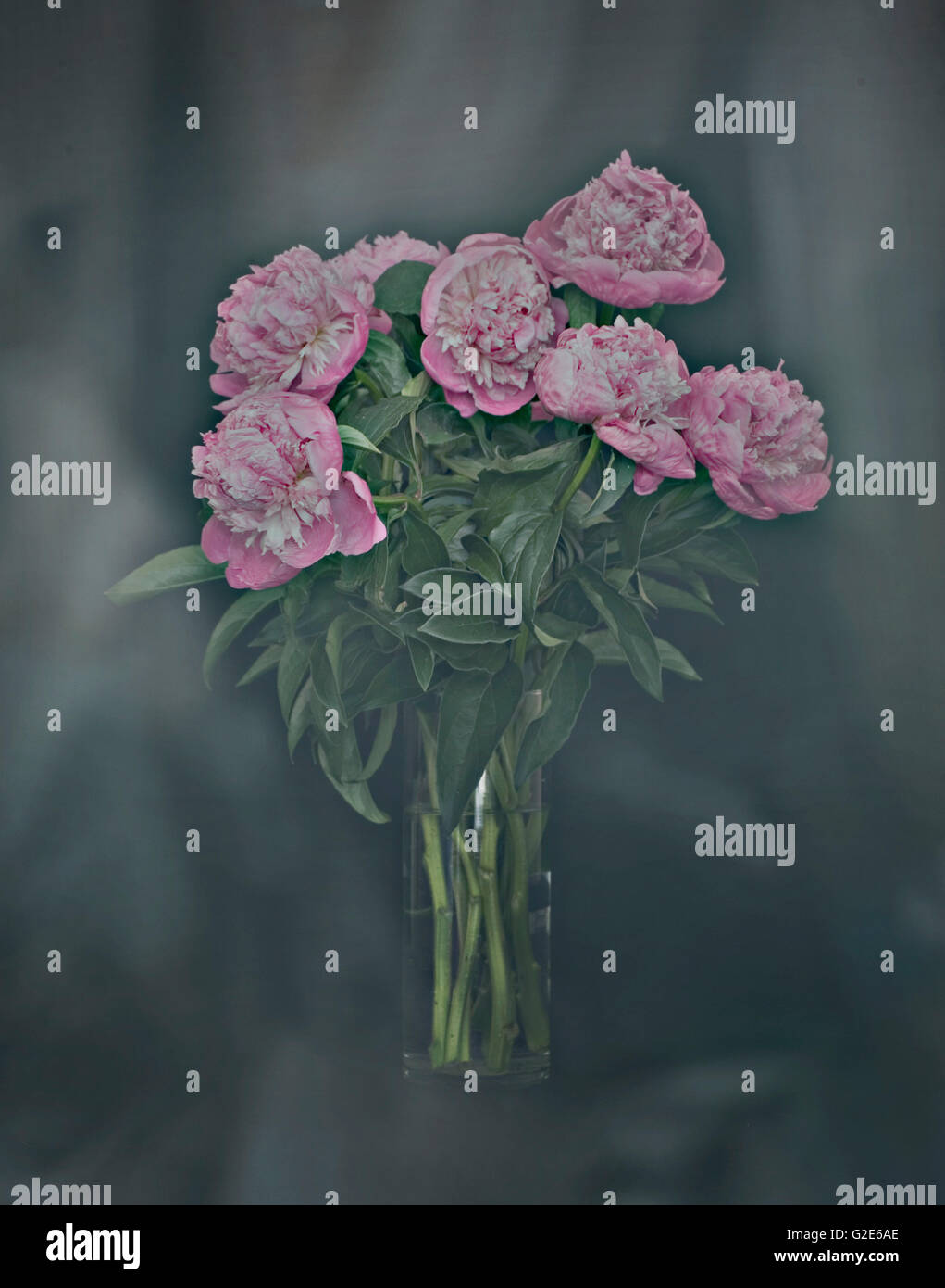 Peonies in full bloom hi-res stock photography and images - Alamy