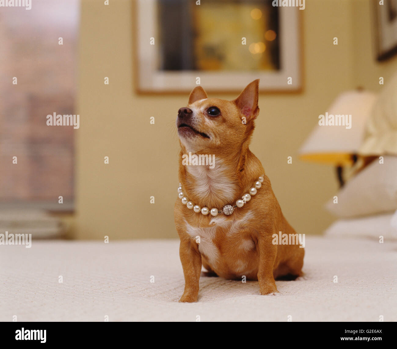 Fancy dog hi-res stock photography and images - Alamy