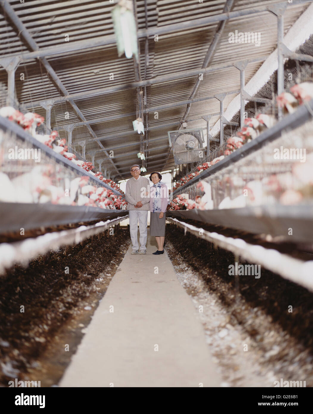 Elderly Couple in Chicken Coop Stock Photo - Alamy