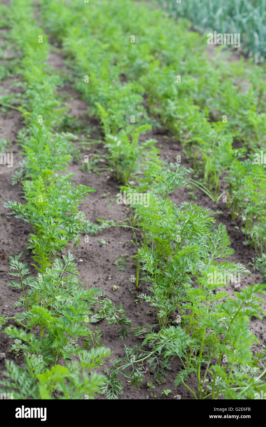 Green field of fresh caroot cultivation in rows Stock Photo - Alamy
