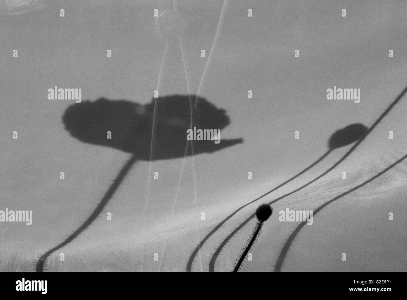 Poppy Stem Shadows Stock Photo - Alamy