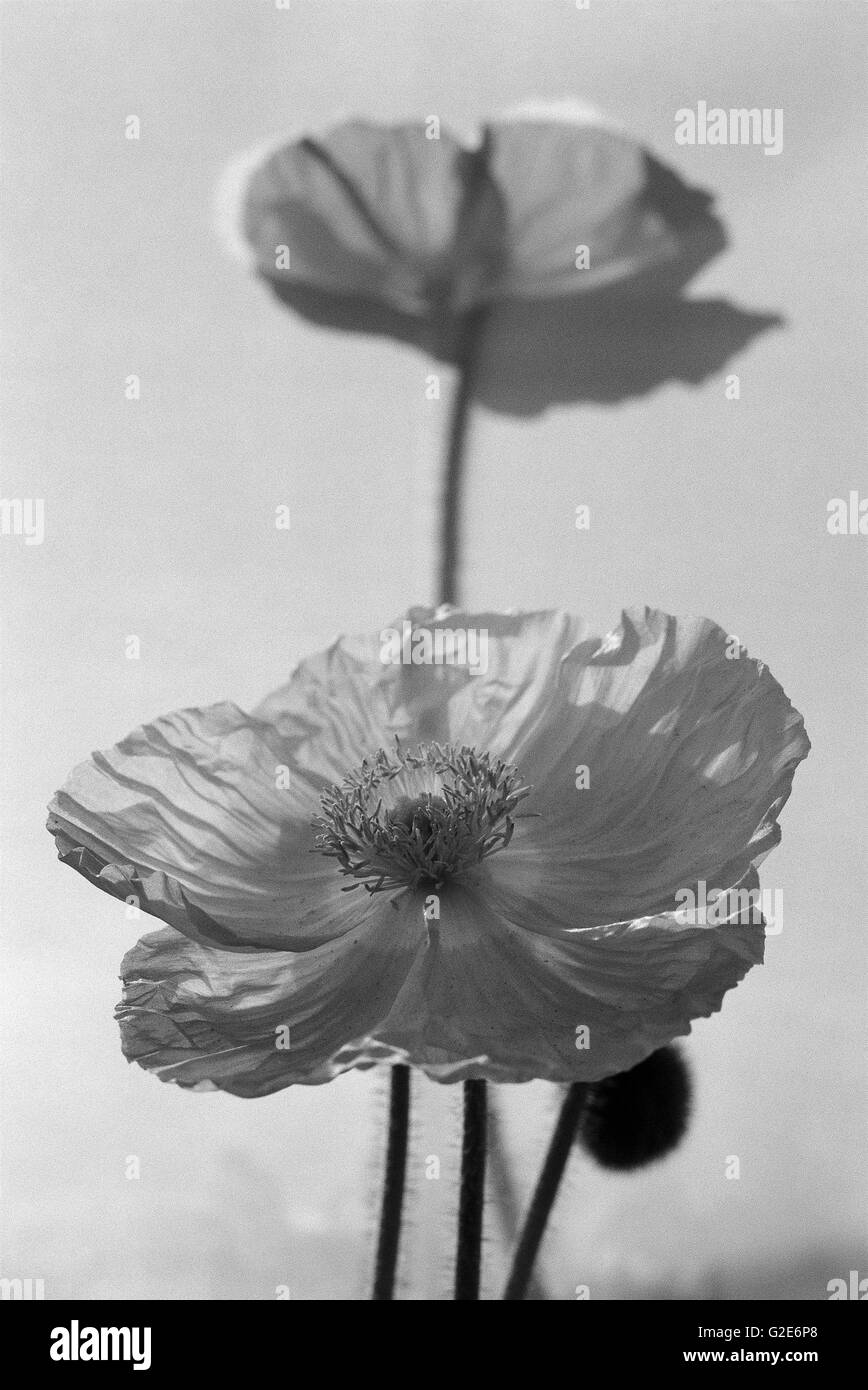 Flowers open in spring Black and White Stock Photos & Images - Alamy