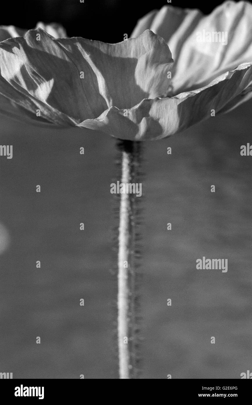 Poppy Side View Stock Photo - Alamy