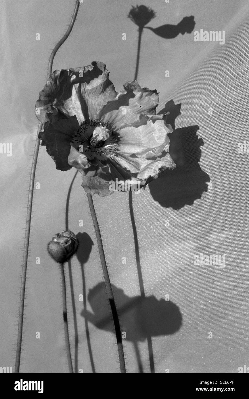 Poppy and Stalks Stock Photo - Alamy