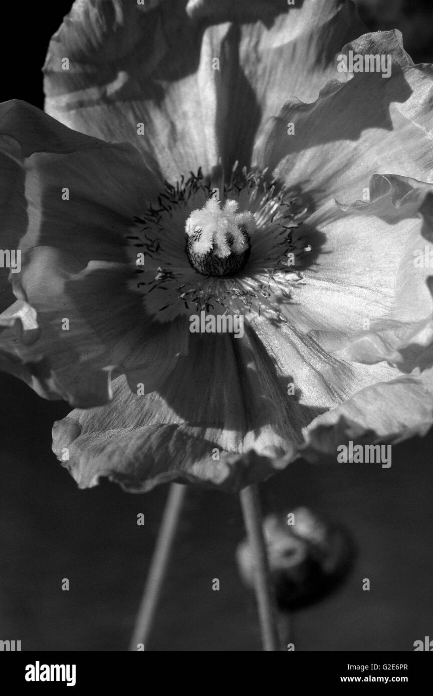 Open Poppy Petals Stock Photo - Alamy