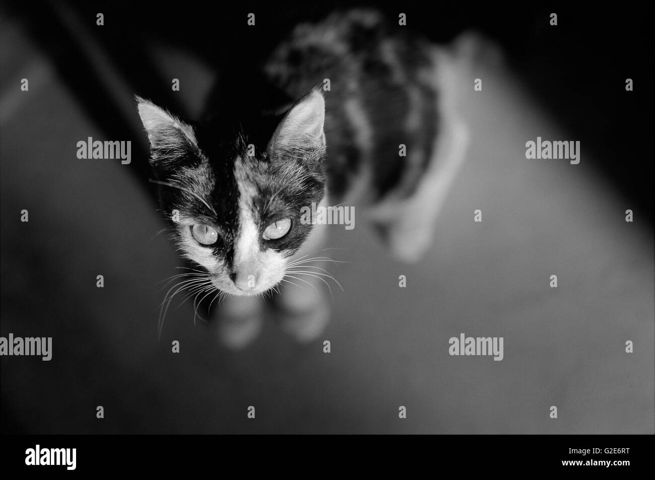 Cat view Black and White Stock Photos & Images - Alamy
