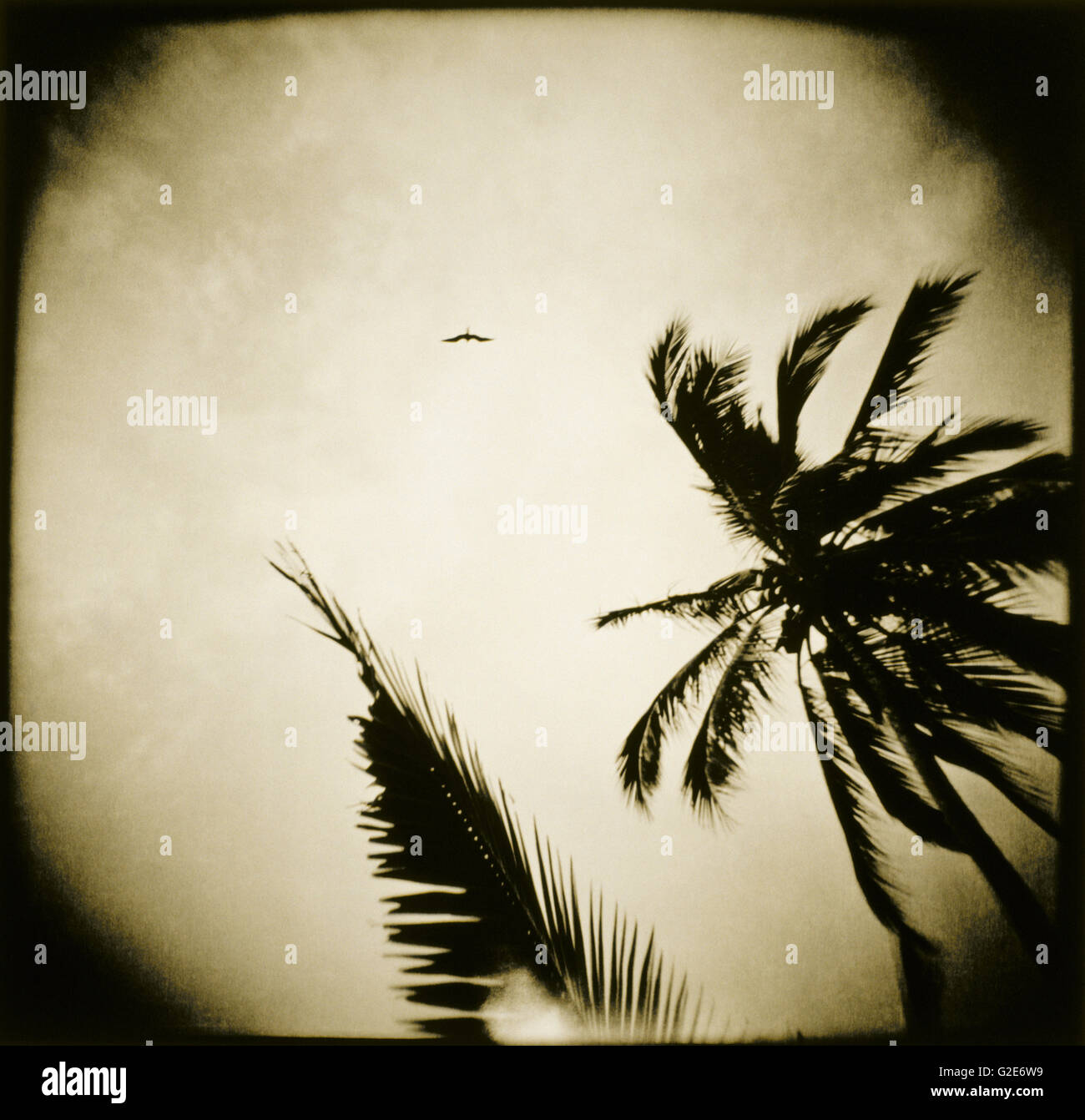 Bird and Palm Trees Stock Photo - Alamy