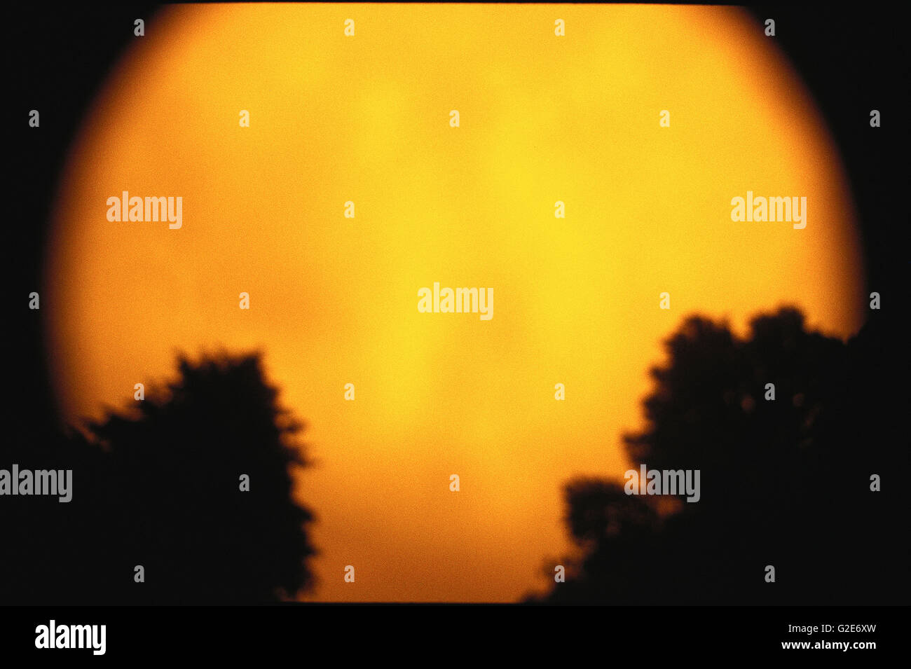 Big Yellow Moon and Trees Stock Photo - Alamy