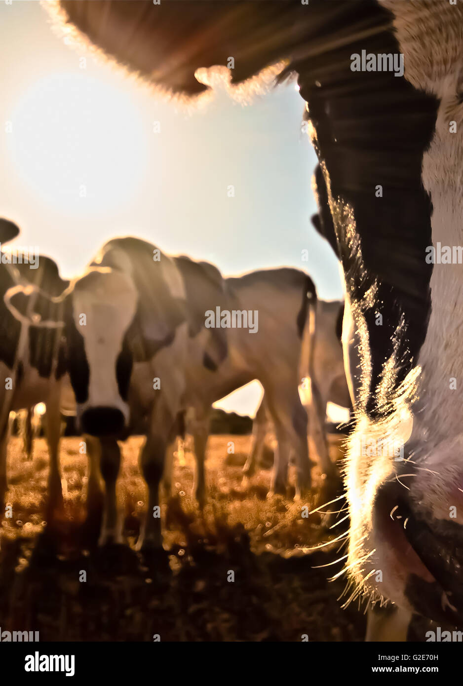 Cows in field close hi-res stock photography and images - Alamy
