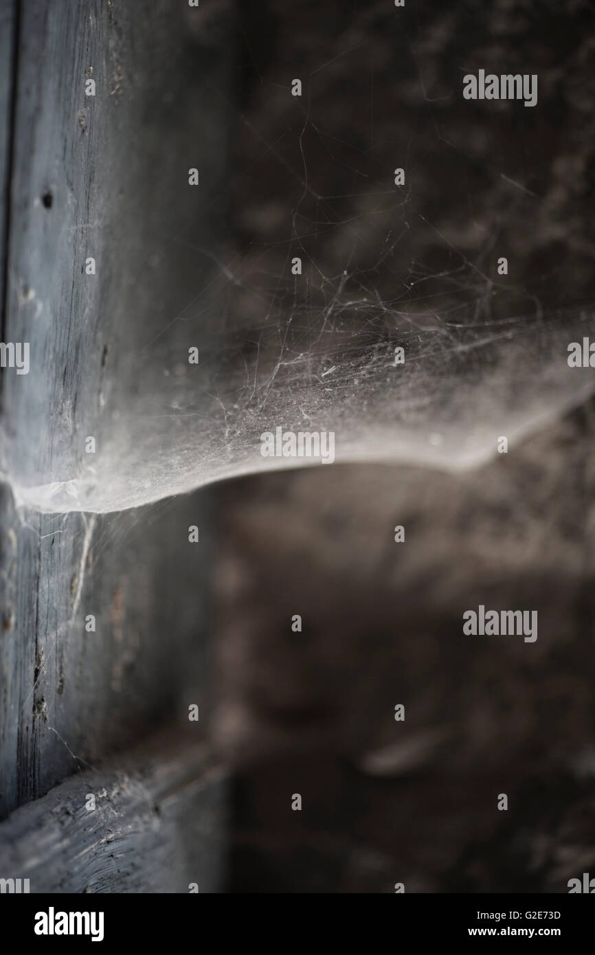 Dusty Spider Web in Corner Stock Photo - Alamy