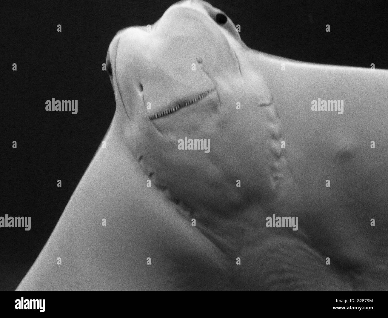 Stingray fish hi-res stock photography and images - Alamy
