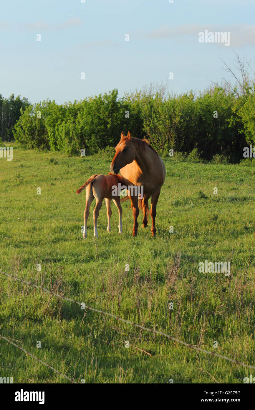 A foal and mare (Equus ferus caballus) in Alberta, Canada Stock Photo ...