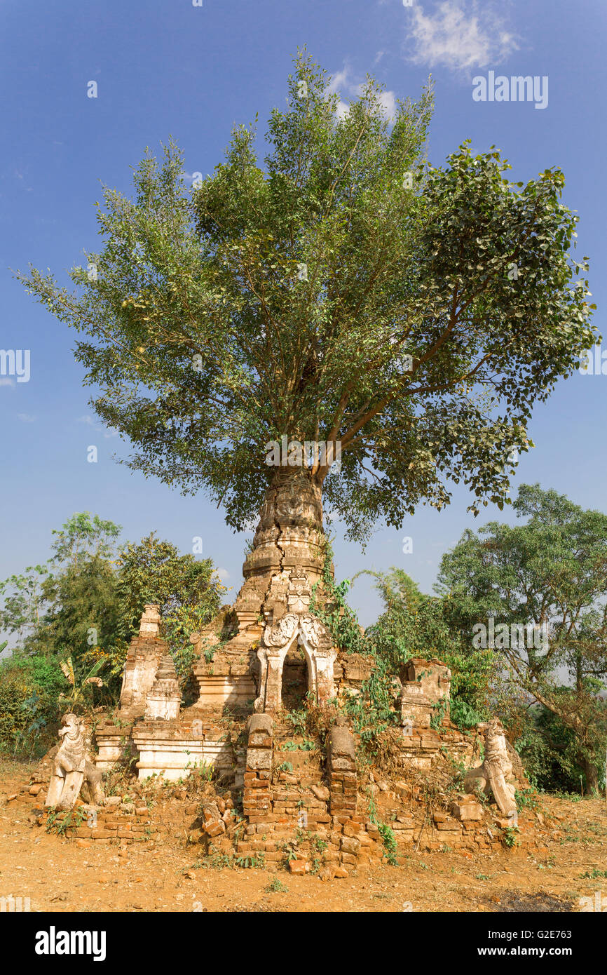 Tree growing on top of a crumbling stupa in ruins of Pagodas, Old ...