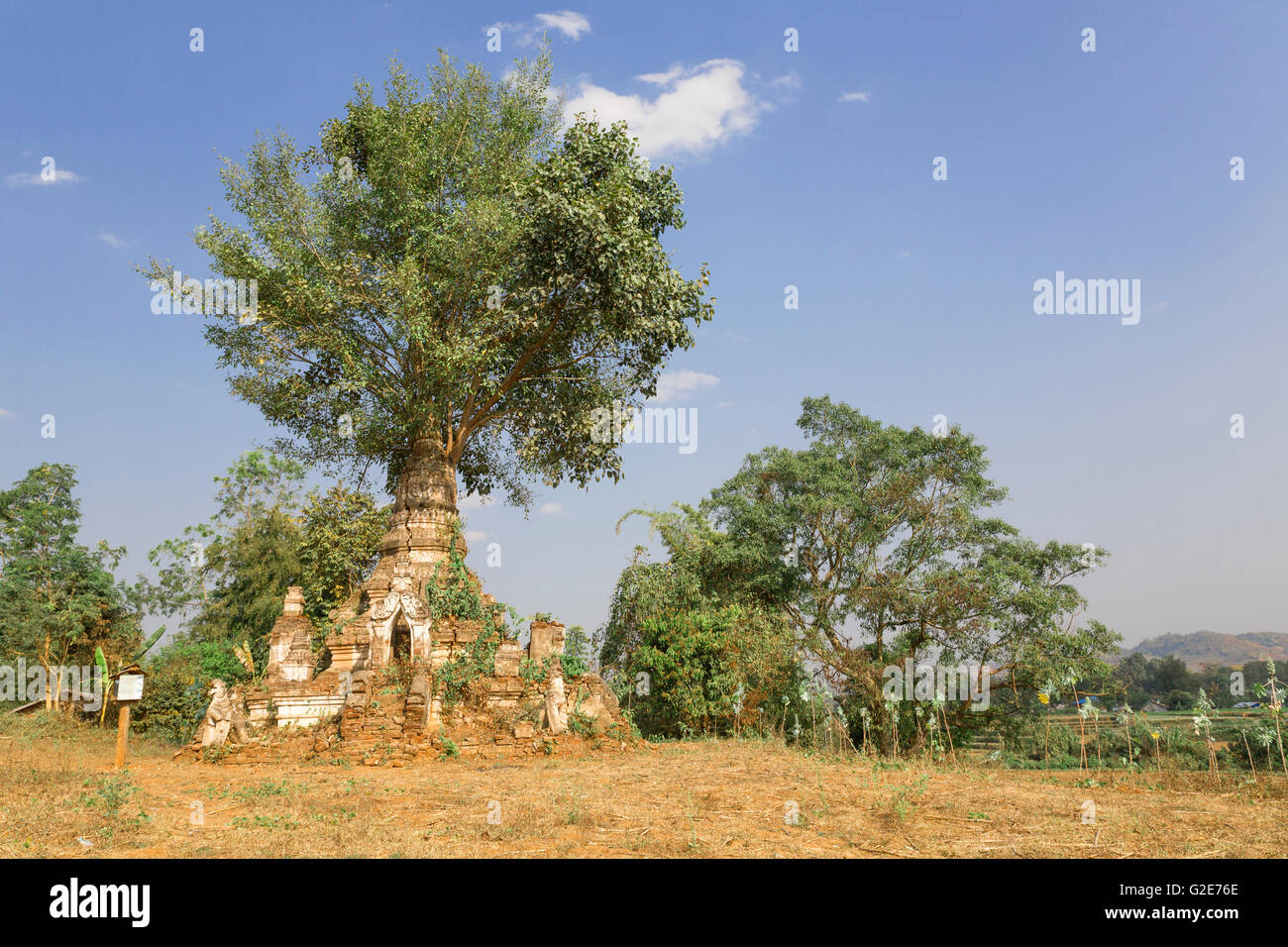 Tree growing on top of a crumbling stupa in ruins of Pagodas, Old ...