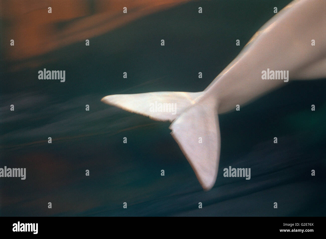 Beluga Whale Tail Stock Photo - Alamy