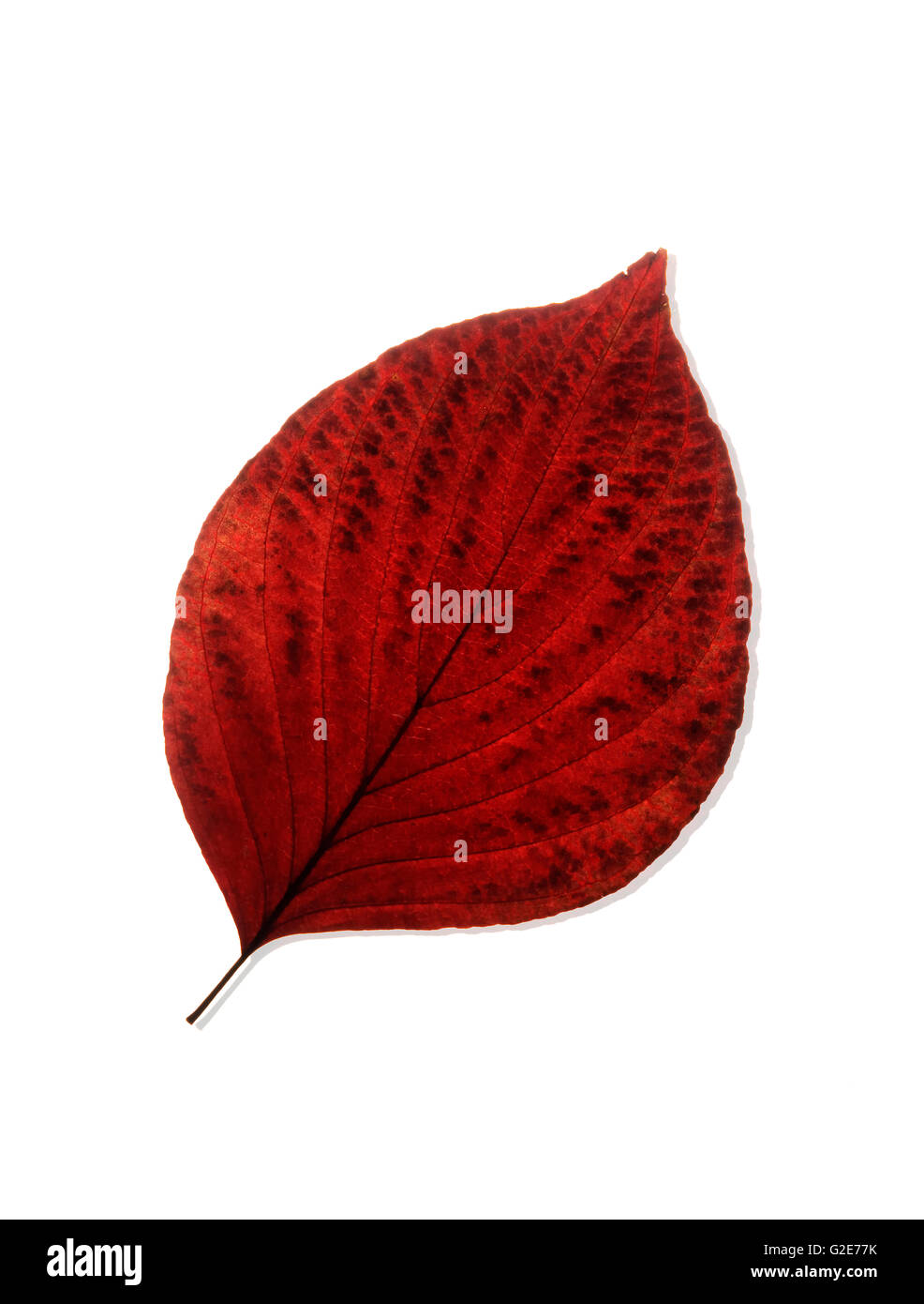 Red Round Leaf Stock Photo - Alamy