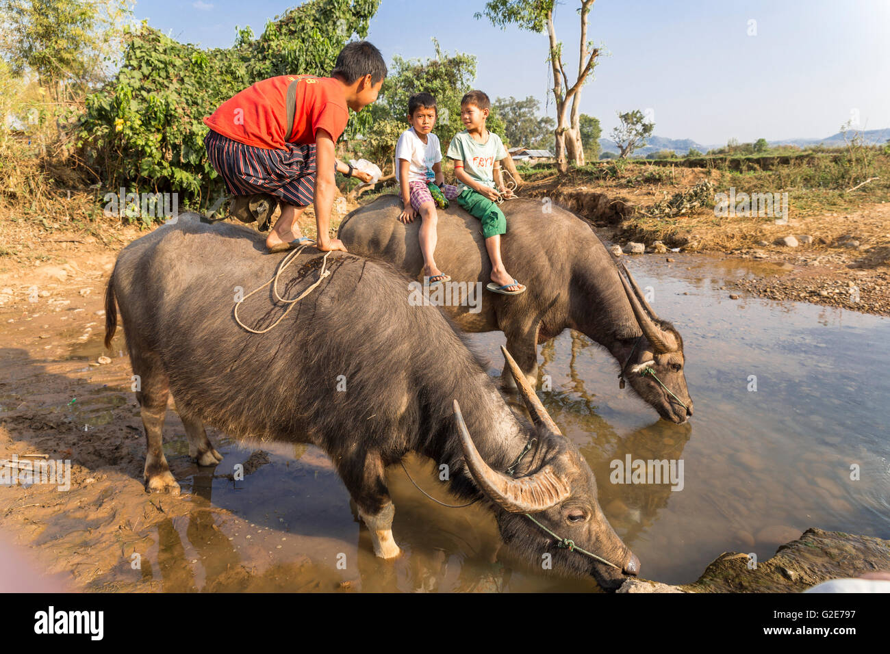 Burmese children playing on a buffalo, Mandalay, Myanmar, Burma, South ...