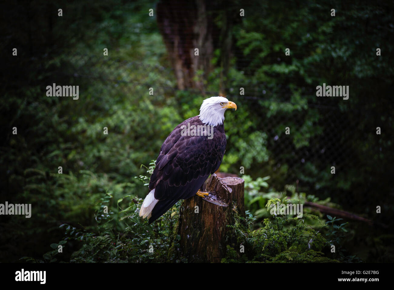 Sitka, Alaska. Raptor center and town bald eagles Stock Photo - Alamy