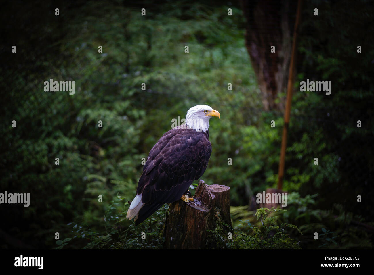 Sitka, Alaska. Raptor center and town bald eagles Stock Photo - Alamy