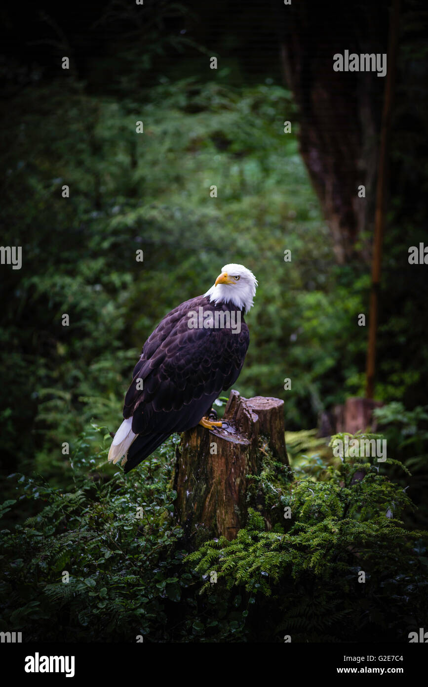 Sitka, Alaska. Raptor center and town bald eagles Stock Photo - Alamy