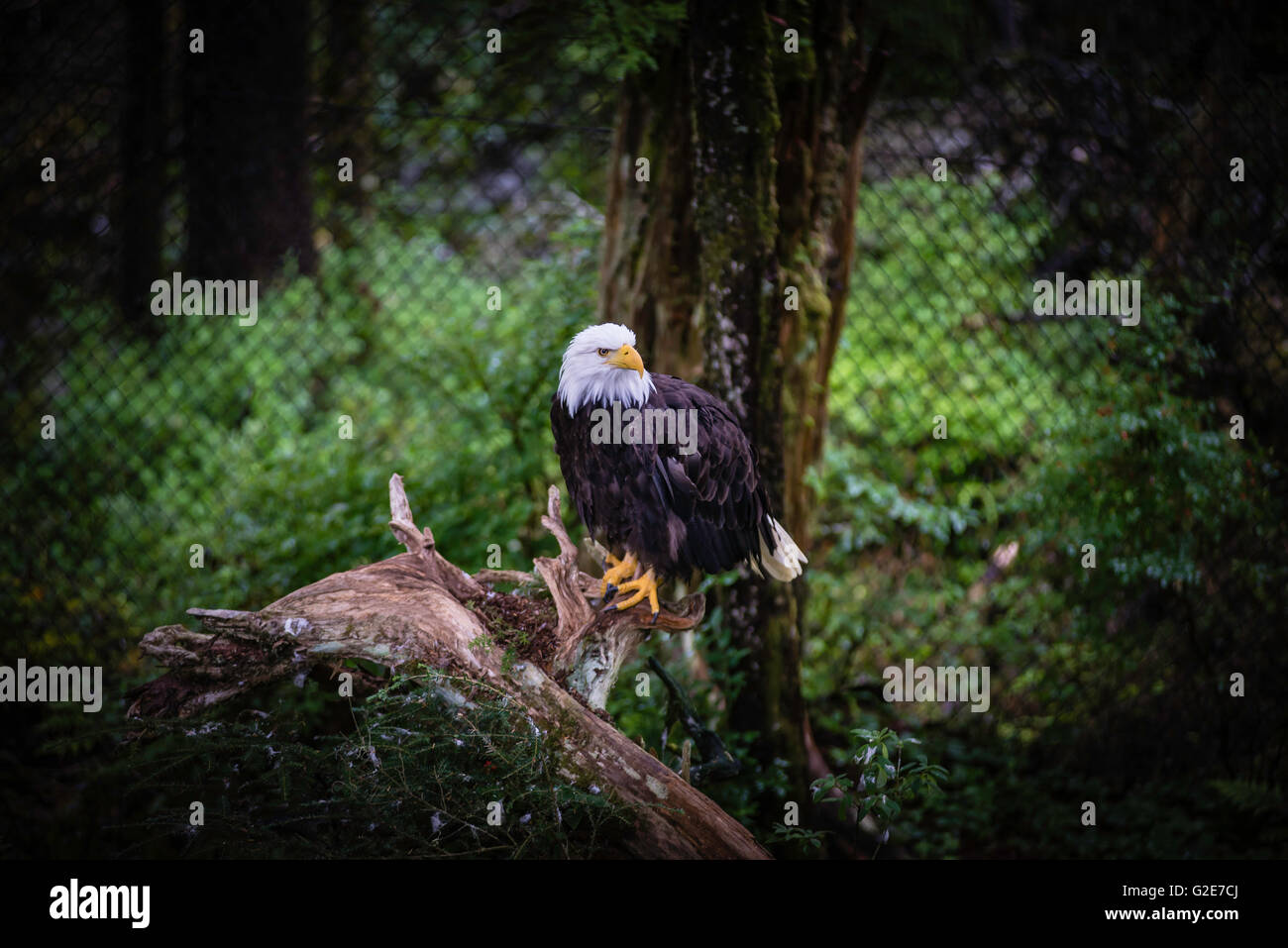 Sitka, Alaska. Raptor center and town bald eagles Stock Photo - Alamy