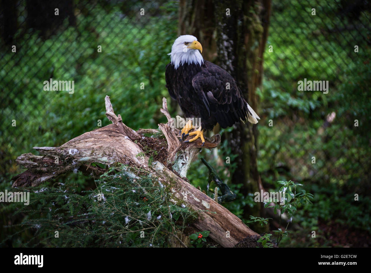 Sitka, Alaska. Raptor center and town bald eagles Stock Photo - Alamy