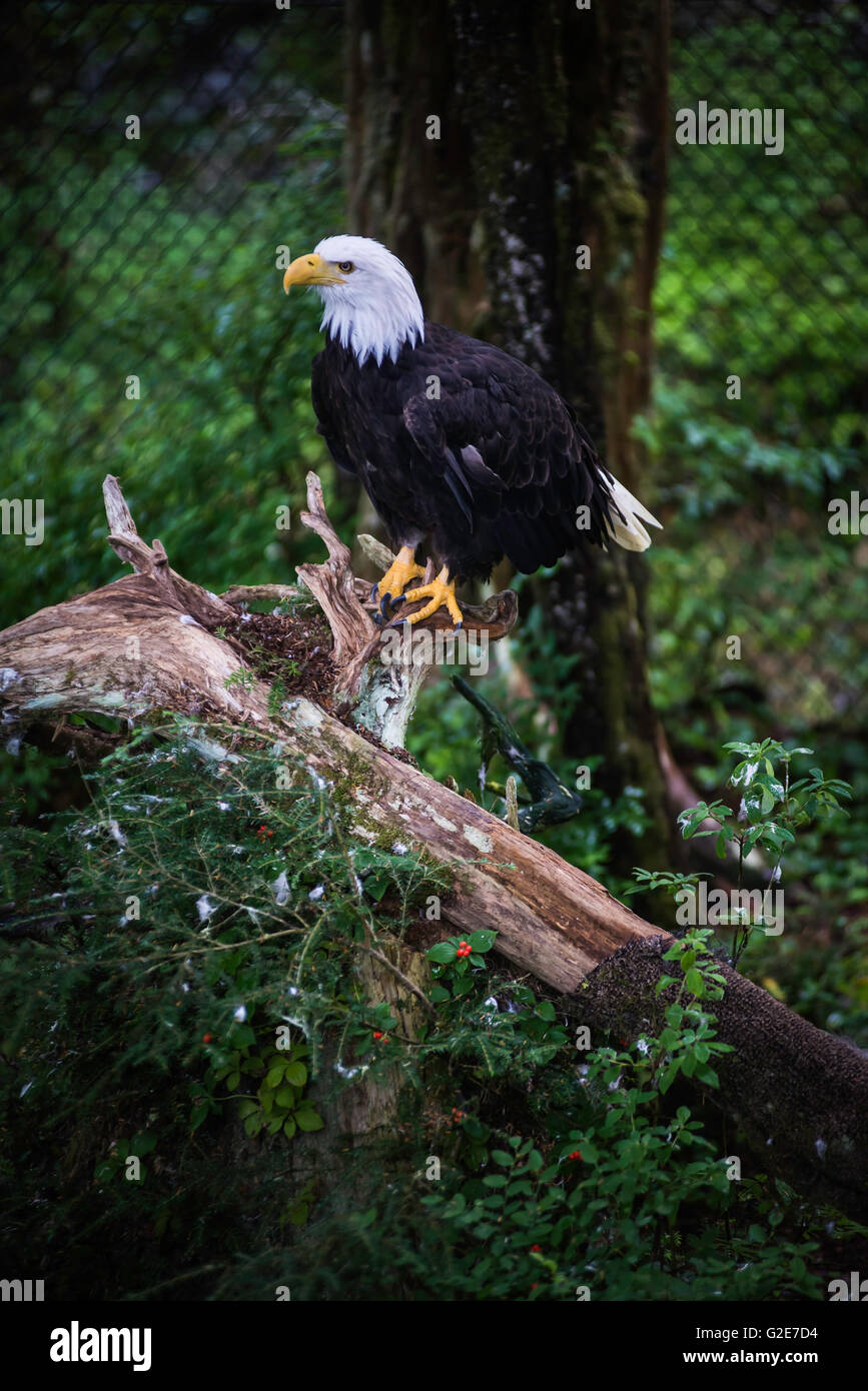 Sitka, Alaska. Raptor center and town bald eagles Stock Photo - Alamy