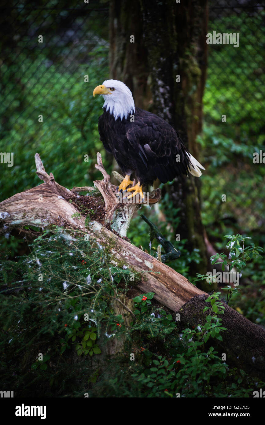 Sitka, Alaska. Raptor center and town bald eagles Stock Photo - Alamy