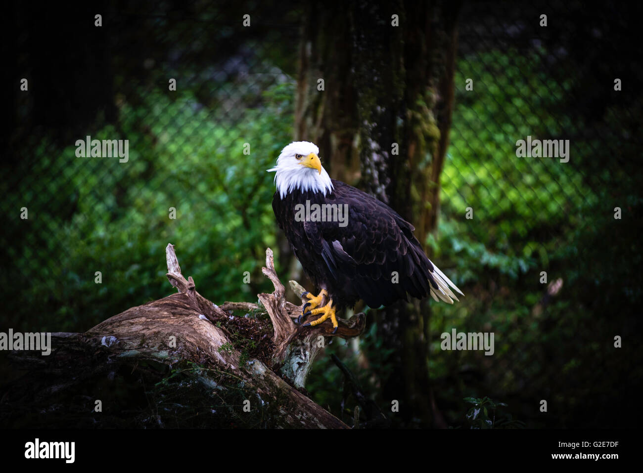 Sitka, Alaska. Raptor center and town bald eagles Stock Photo - Alamy