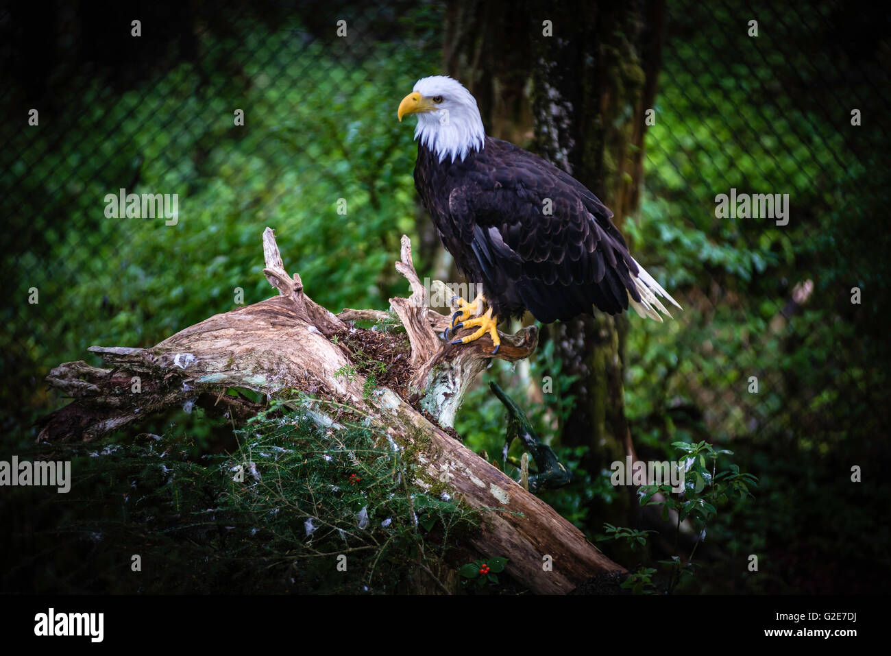 Sitka, Alaska. Raptor center and town bald eagles Stock Photo - Alamy
