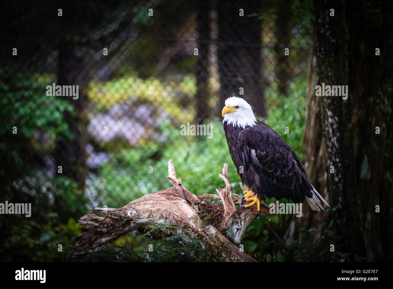 Sitka, Alaska. Raptor center and town bald eagles Stock Photo - Alamy