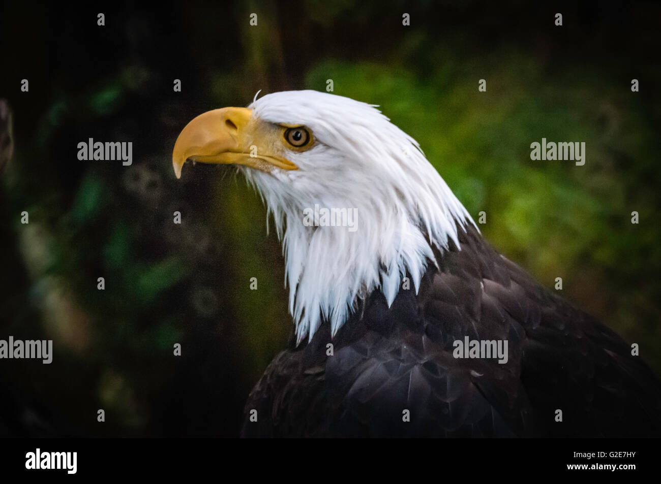 Sitka, Alaska. Raptor center and town bald eagles Stock Photo - Alamy