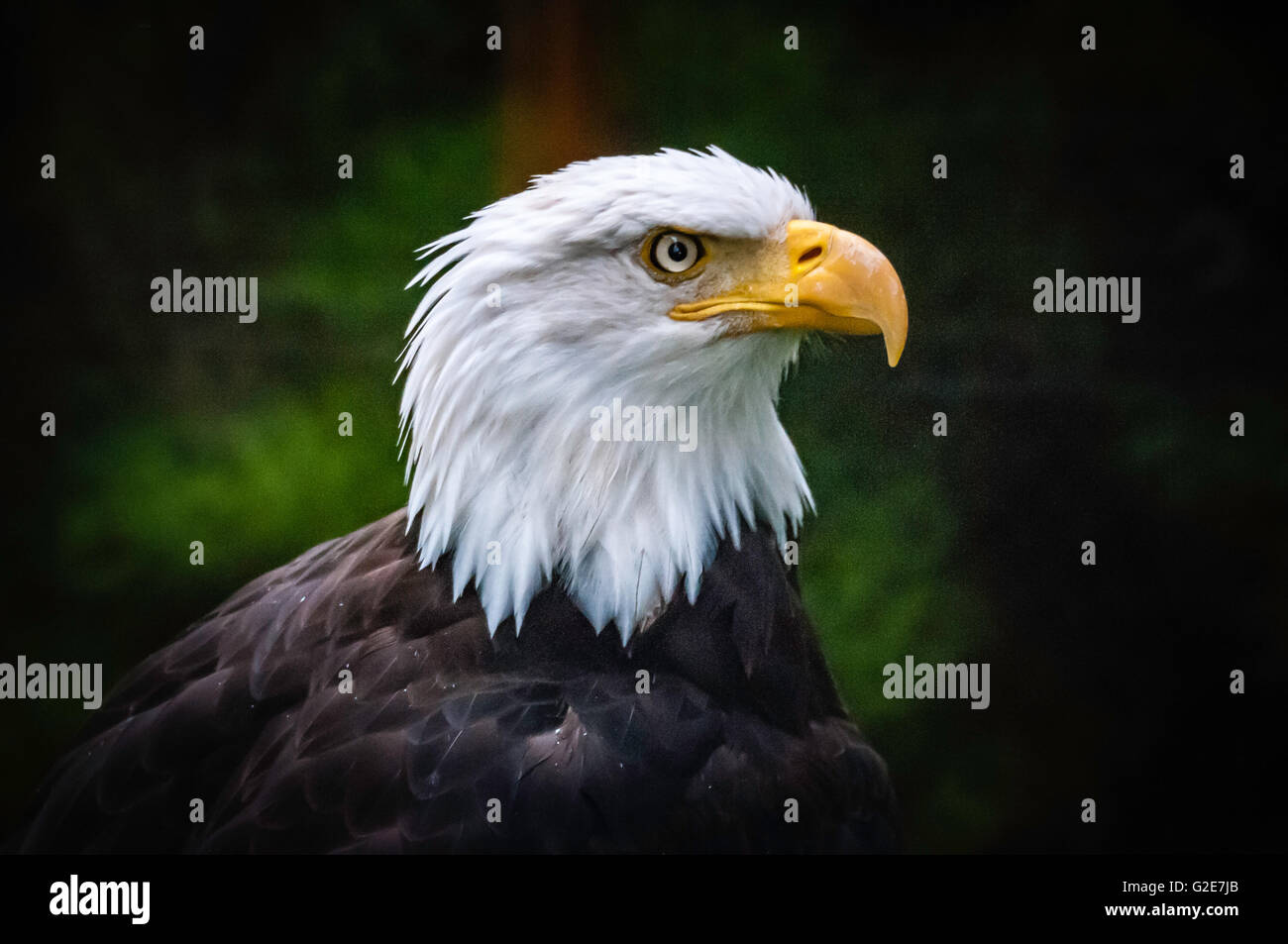 Sitka, Alaska. Raptor center and town bald eagles Stock Photo - Alamy