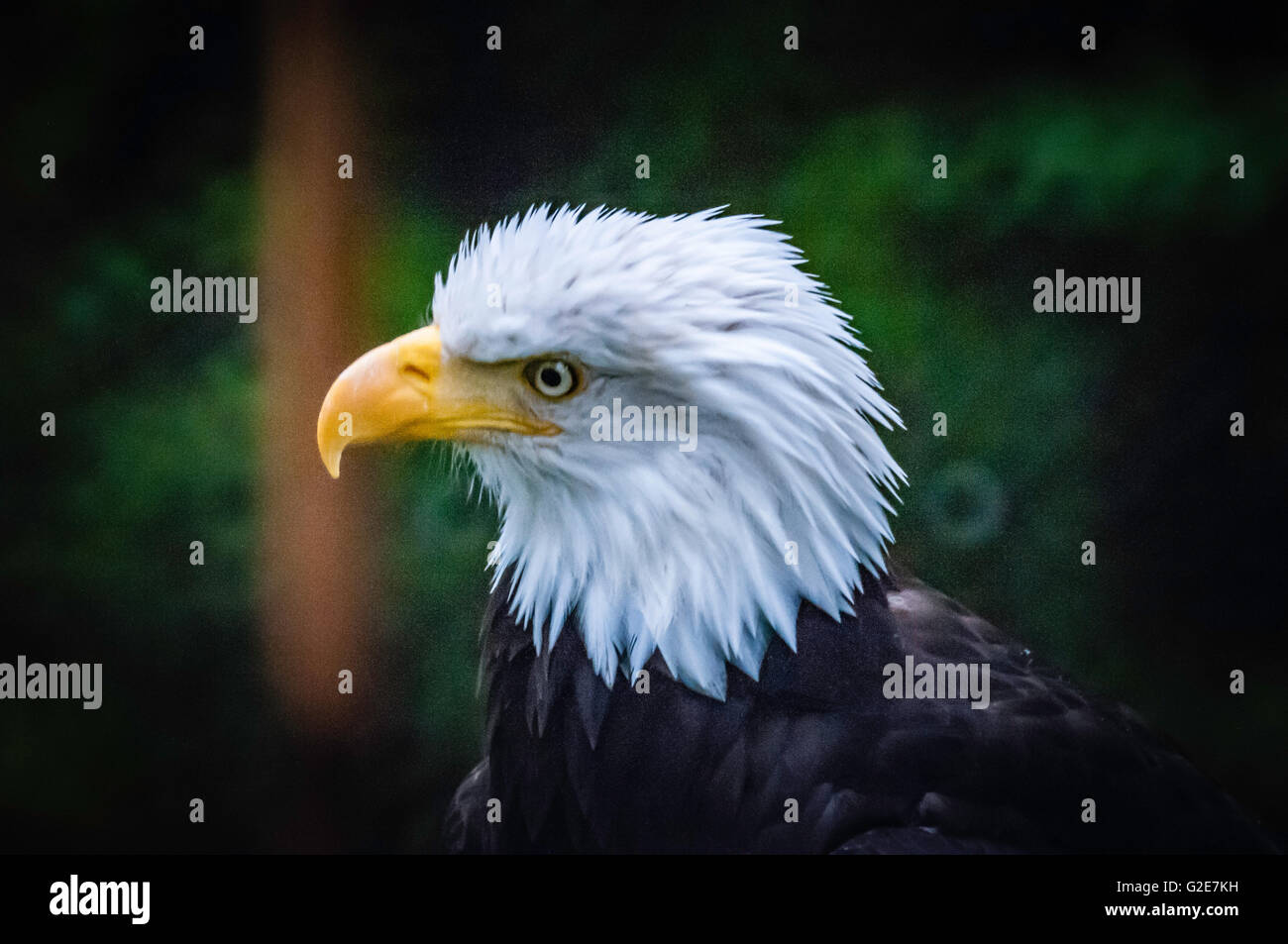 Alaska raptor center sitka hi-res stock photography and images - Alamy