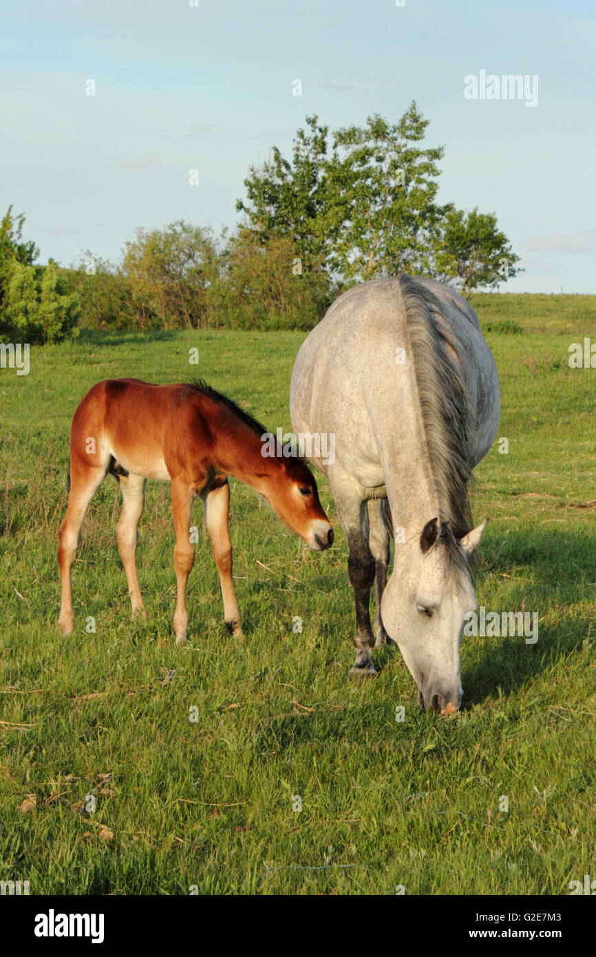 Two horses (Equus ferus caballus). A mare and foal Stock Photo - Alamy