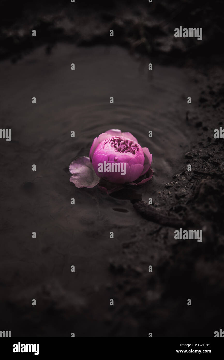 Pink Flower in Puddle of Water, Close-Up Stock Photo - Alamy