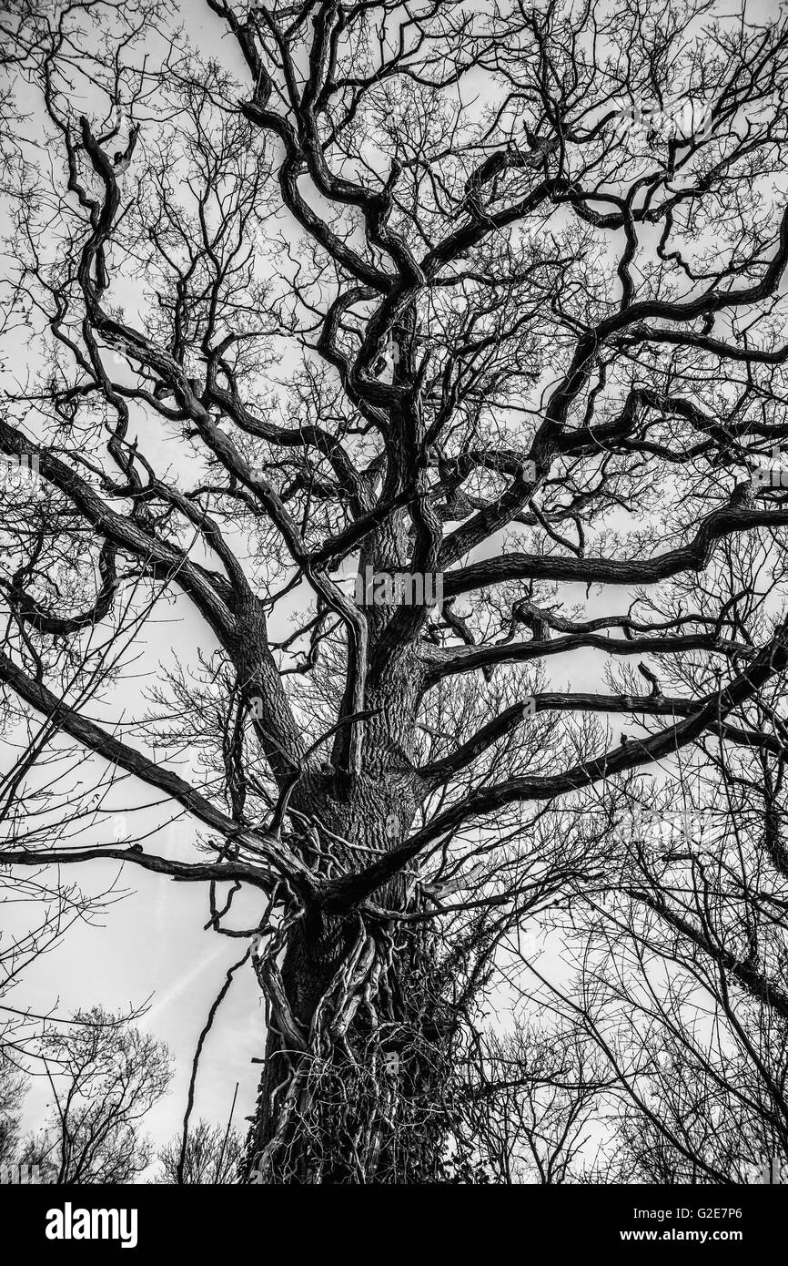 Tree with low branches hi-res stock photography and images - Alamy