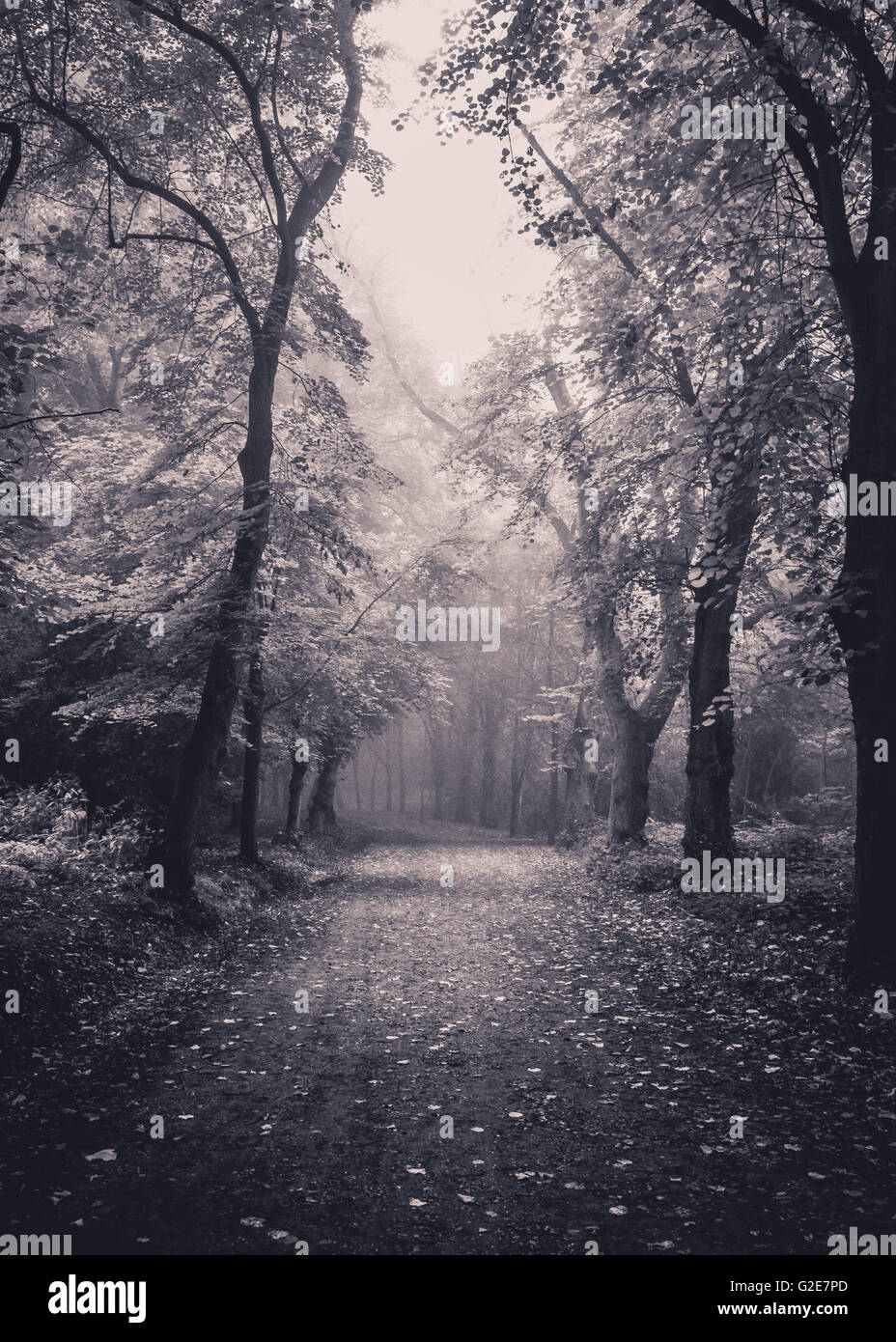 Path Through Woods in Fog Stock Photo - Alamy