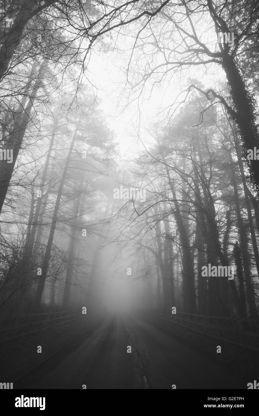 Road lined trees Black and White Stock Photos & Images - Alamy