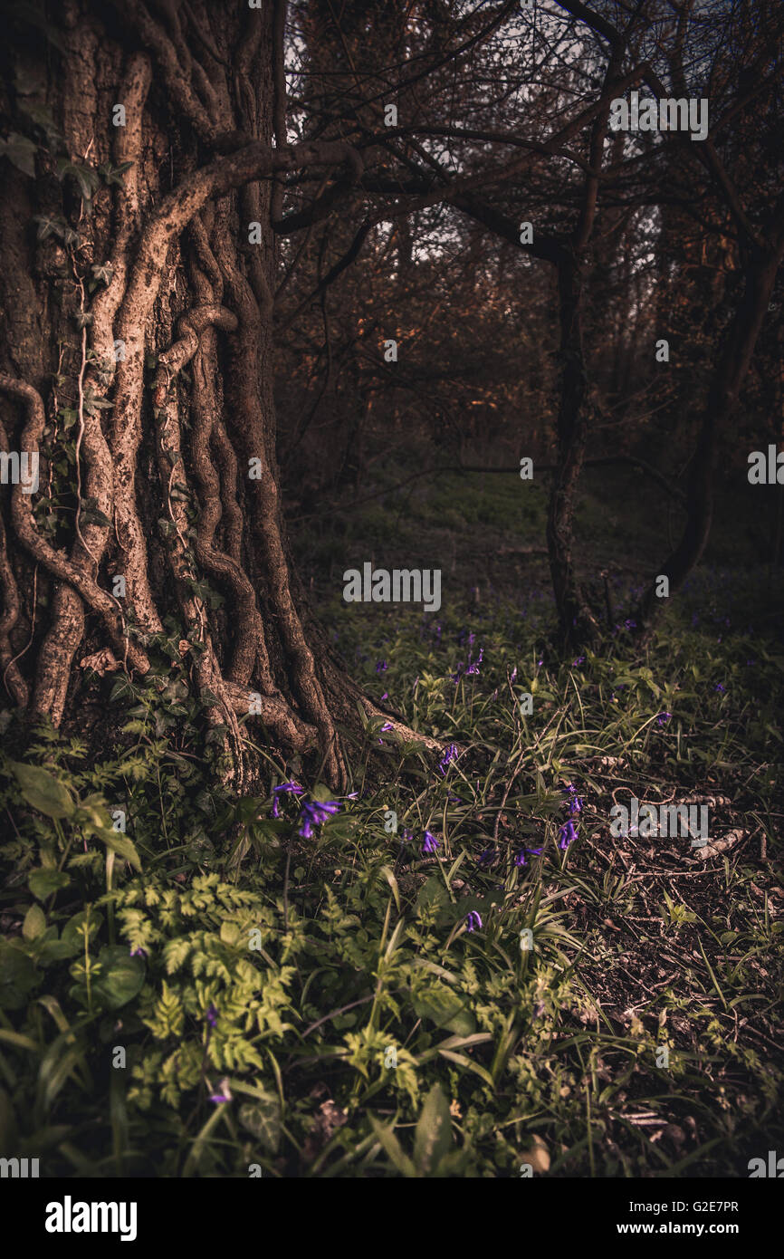 Tree clad hi-res stock photography and images - Alamy