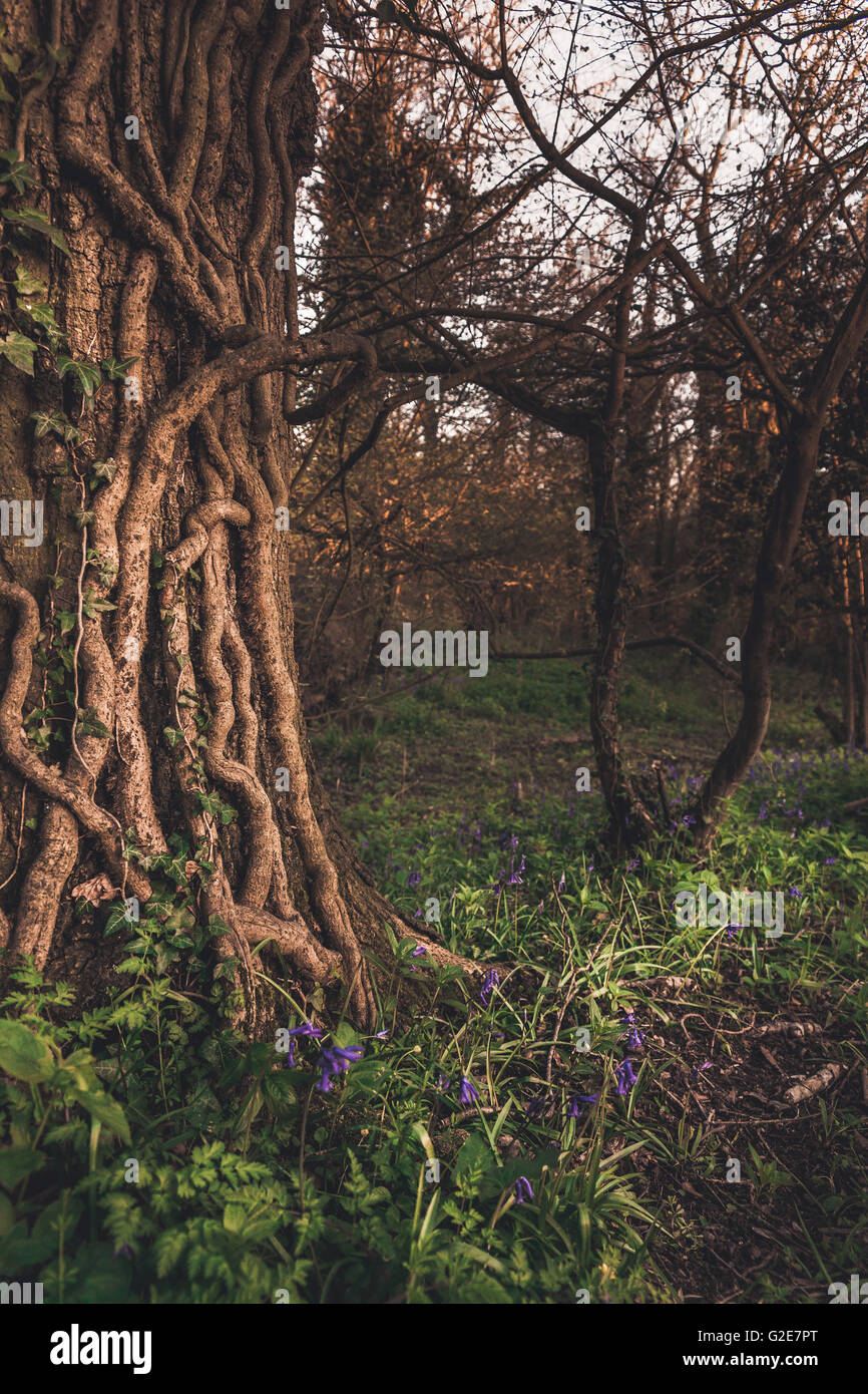 Tree clad hi-res stock photography and images - Alamy