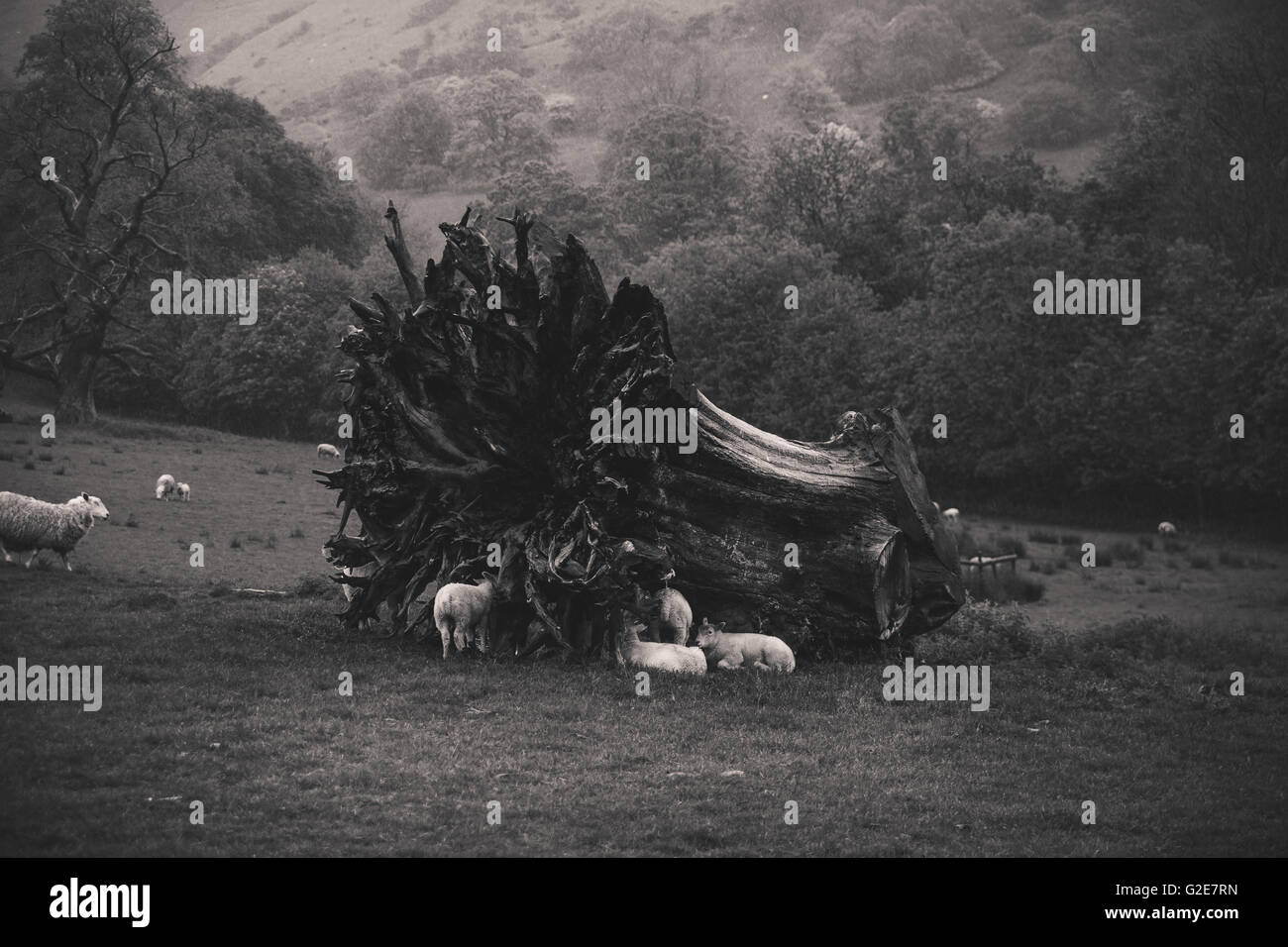 Livestock taking shelter hi-res stock photography and images - Alamy