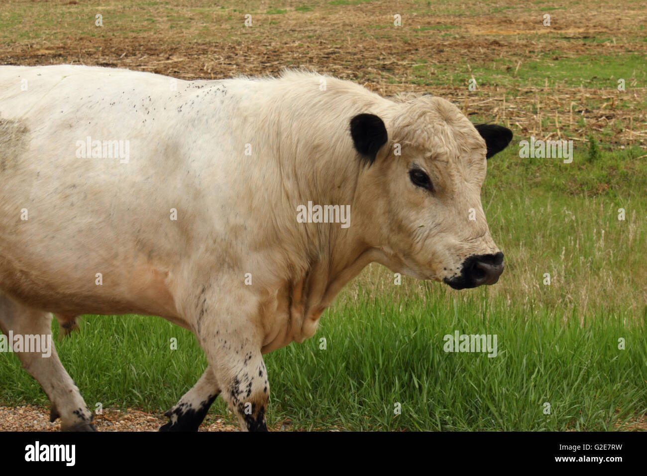 Speckle park cattle hi-res stock photography and images - Alamy