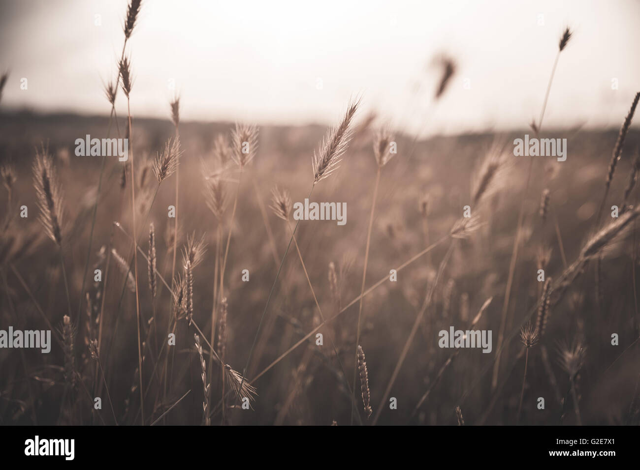 Tall Grass with Sun Rays, Close-Up Stock Photo - Alamy