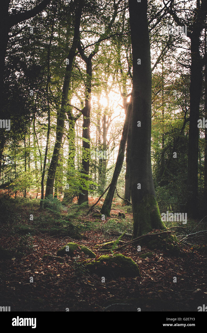 Woods sunlight uk landscape hi-res stock photography and images - Alamy