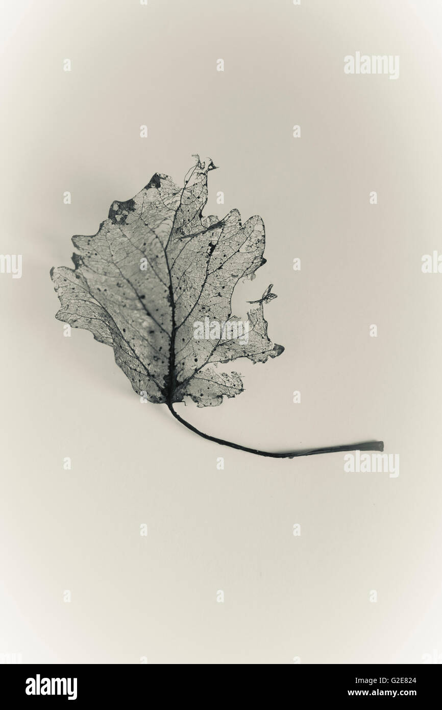 Decomposing leaf hi-res stock photography and images - Alamy