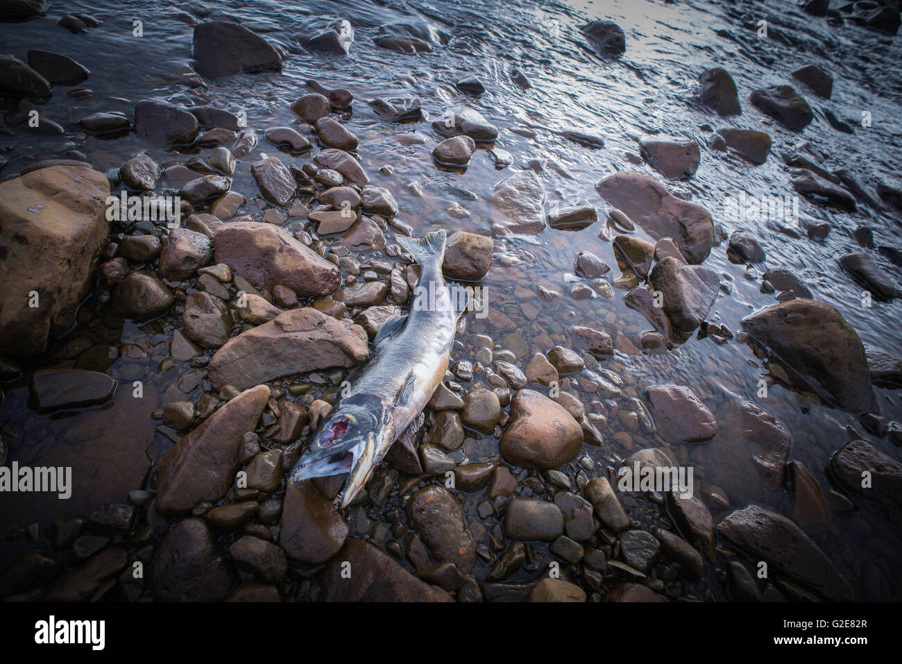 Alaska North America STATES Sitka Summer USA Stock Photo - Alamy