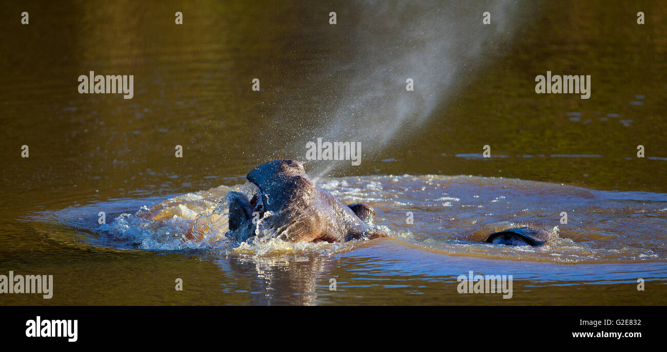 Snorting hi-res stock photography and images - Alamy