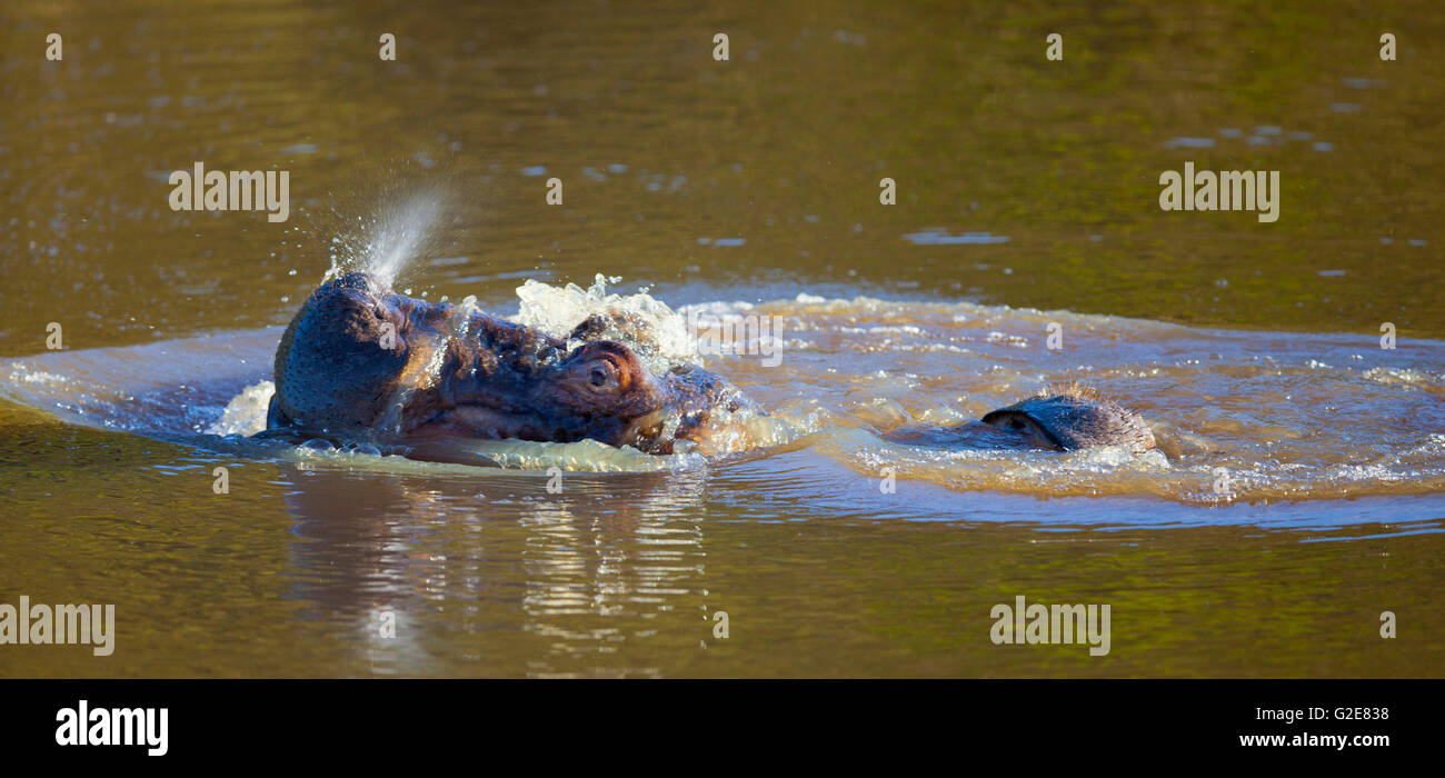 Hippos at play Stock Photo - Alamy